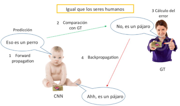 Entrenamiento de una red neuronal en Deep Learning Entrenamiento de una red neuronal en Deep Learning